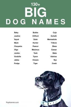 130+ Big Dog Names (+ Meanings) | PupNames.com™
