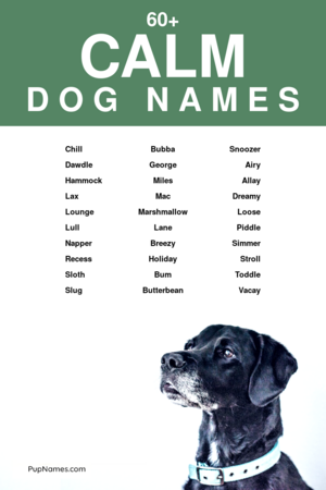 60+ Calm Dog Names (+ Meanings) | PupNames.com™