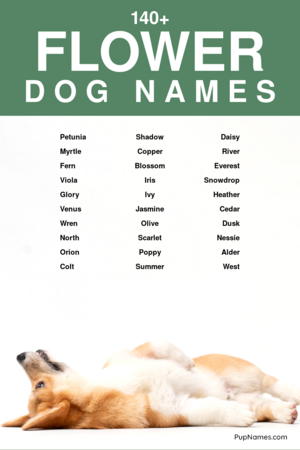 130+ Flower Dog Names For Girls (+ Meanings) | PupNames.com™