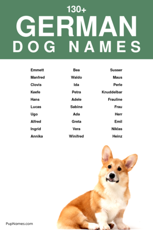 70+ German Dog Names For Boys (+ Meanings) | PupNames.com™