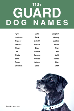 90+ Guard Dog Names For Boys (+ Meanings) | PupNames.com™