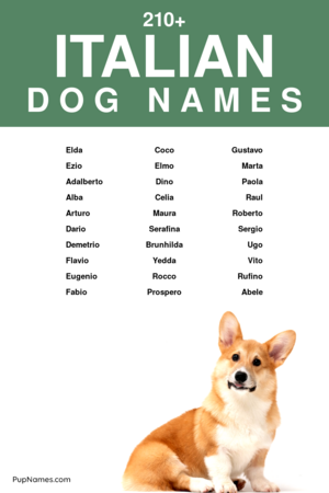 100+ Italian Dog Names For Girls (+ Meanings) | PupNames.com™