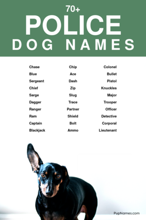 60+ Police Dog Names For Girls (+ Meanings) | PupNames.com™