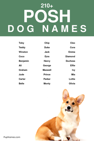 210+ Posh Dog Names (+ Meanings) | PupNames.com™