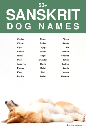 50+ Sanskrit Dog Names (+ Meanings) | PupNames.com™
