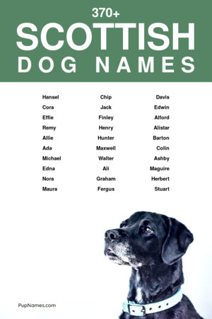 270+ Scottish Dog Names For Boys (+ Meanings) | PupNames.com™