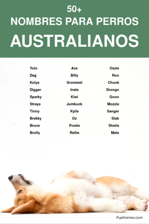 30+ Nombres Australianos Para Perros Hembras (+ | PupNames.com™