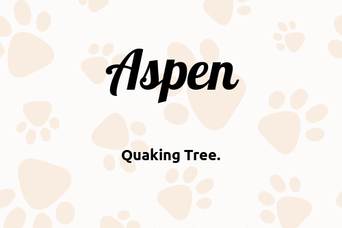 Aspen 🐶 - Dog Name Meaning & Popularity | PupNames.com™