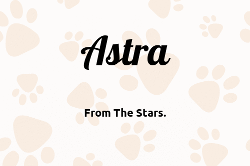 Astra 🐶 - Dog Name Meaning & Popularity | PupNames.com™