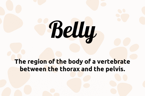 Belly 🐶 - Dog Name Meaning & Popularity | PupNames.com™