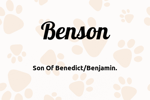 Benson 🐶 - Dog Name Meaning & Popularity | PupNames.com™