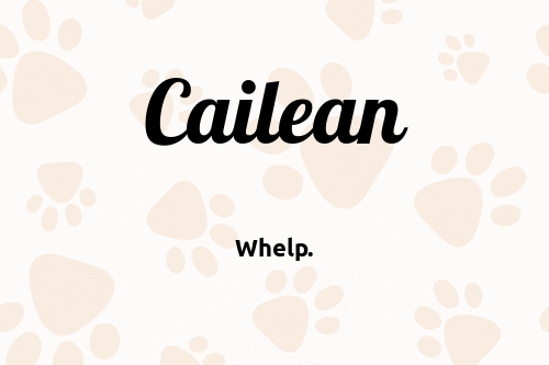 Cailean 🐶 - Dog Name Meaning & Popularity | PupNames.com™