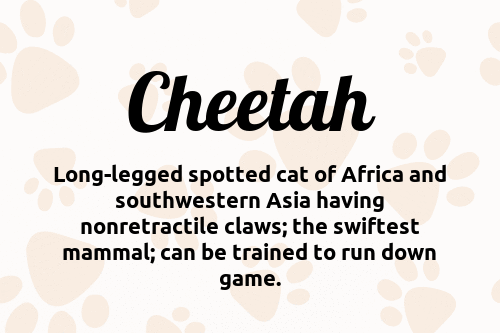 Cheetah 🐶 - Dog Name Meaning & Popularity | PupNames.com™