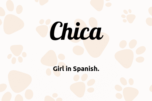 Chica 🐶 - Dog Name Meaning & Popularity | PupNames.com™