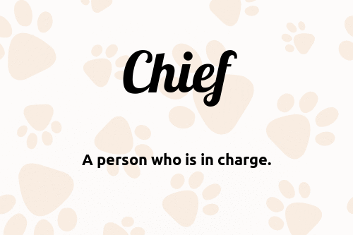 Chief 🐶 - Dog Name Meaning & Popularity | PupNames.com™