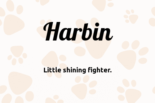 Harbin 🐶 - Dog Name Meaning & Popularity | PupNames.com™