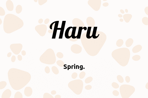 Haru 🐶 - Dog Name Meaning & Popularity | PupNames.com™