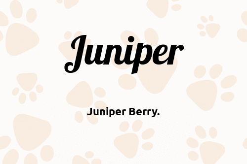 Juniper 🐶 - Dog Name Meaning & Popularity | PupNames.com™