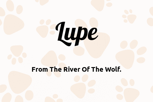 Lupe 🐶 - Dog Name Meaning & Popularity | PupNames.com™