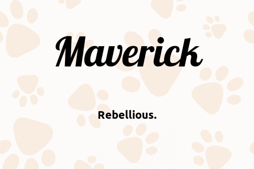 Maverick 🐶 - Dog Name Meaning & Popularity | PupNames.com™