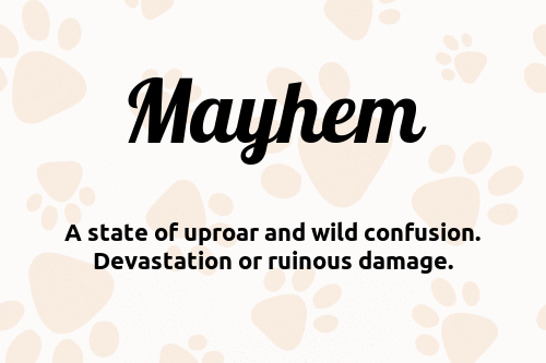 Mayhem 🐶 - Dog Name Meaning & Popularity | PupNames.com™
