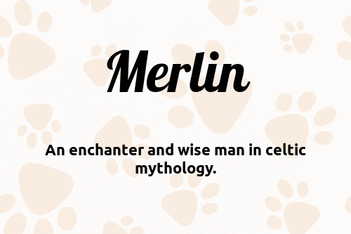 Merlin 🐶 - Dog Name Meaning & Popularity | PupNames.com™