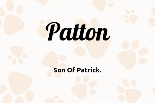 Patton 🐶 - Dog Name Meaning & Popularity | PupNames.com™
