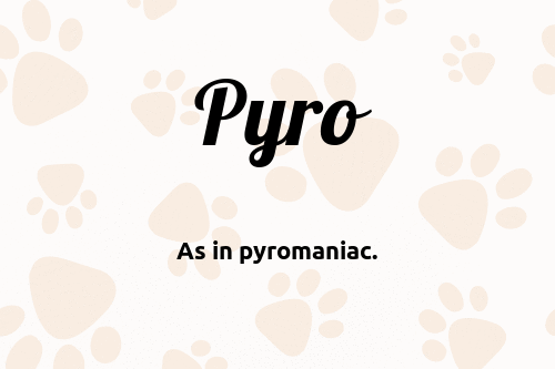 Pyro 🐶 - Dog Name Meaning & Popularity | PupNames.com™
