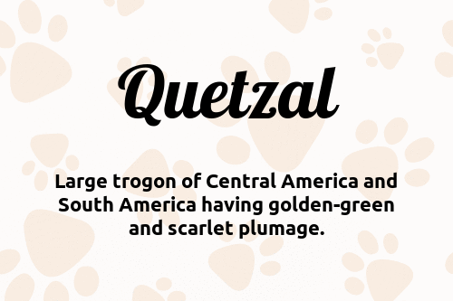 Quetzal 🐶 - Dog Name Meaning & Popularity | PupNames.com™