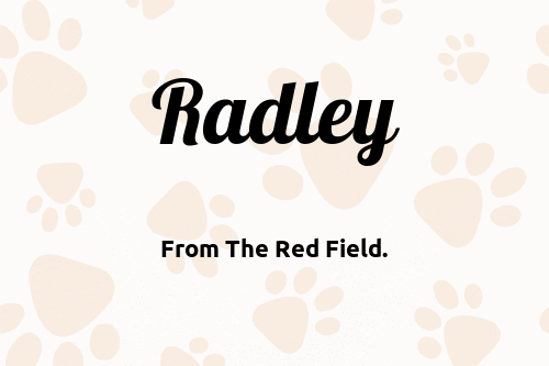 Radley 🐶 - Dog Name Meaning & Popularity | PupNames.com™