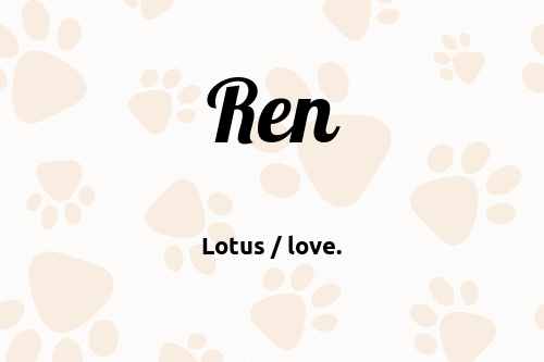 Ren 🐶 - Dog Name Meaning & Popularity | PupNames.com™