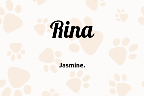 Rina 🐶 - Dog Name Meaning & Popularity | PupNames.com™
