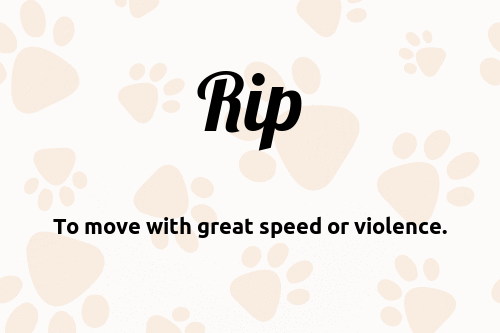 Rip 🐶 - Dog Name Meaning & Popularity | PupNames.com™