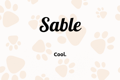 Sable 🐶 - Dog Name Meaning & Popularity | PupNames.com™