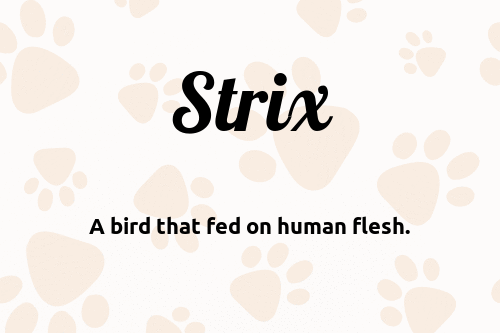 Strix 🐶 - Dog Name Meaning & Popularity | PupNames.com™