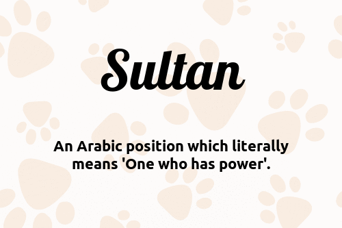 Sultan 🐶 - Dog Name Meaning & Popularity | PupNames.com™