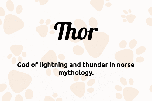 Thor 🐶 - Dog Name Meaning & Popularity | PupNames.com™