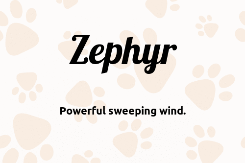 Zephyr 🐶 - Dog Name Meaning & Popularity | PupNames.com™