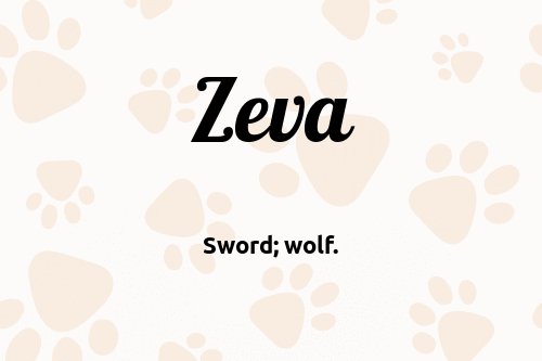 Zeva 🐶 - Dog Name Meaning & Popularity | PupNames.com™