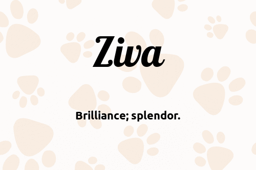 Ziva 🐶 - Dog Name Meaning & Popularity | PupNames.com™