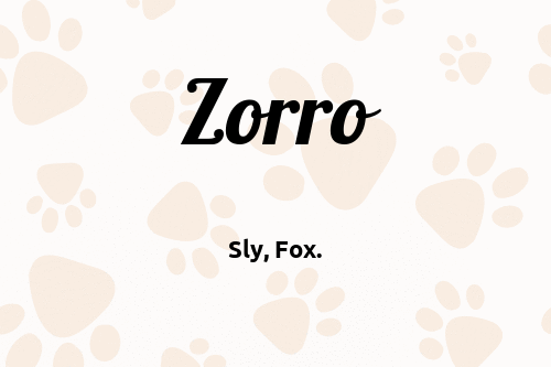 Zorro 🐶 - Dog Name Meaning & Popularity | PupNames.com™